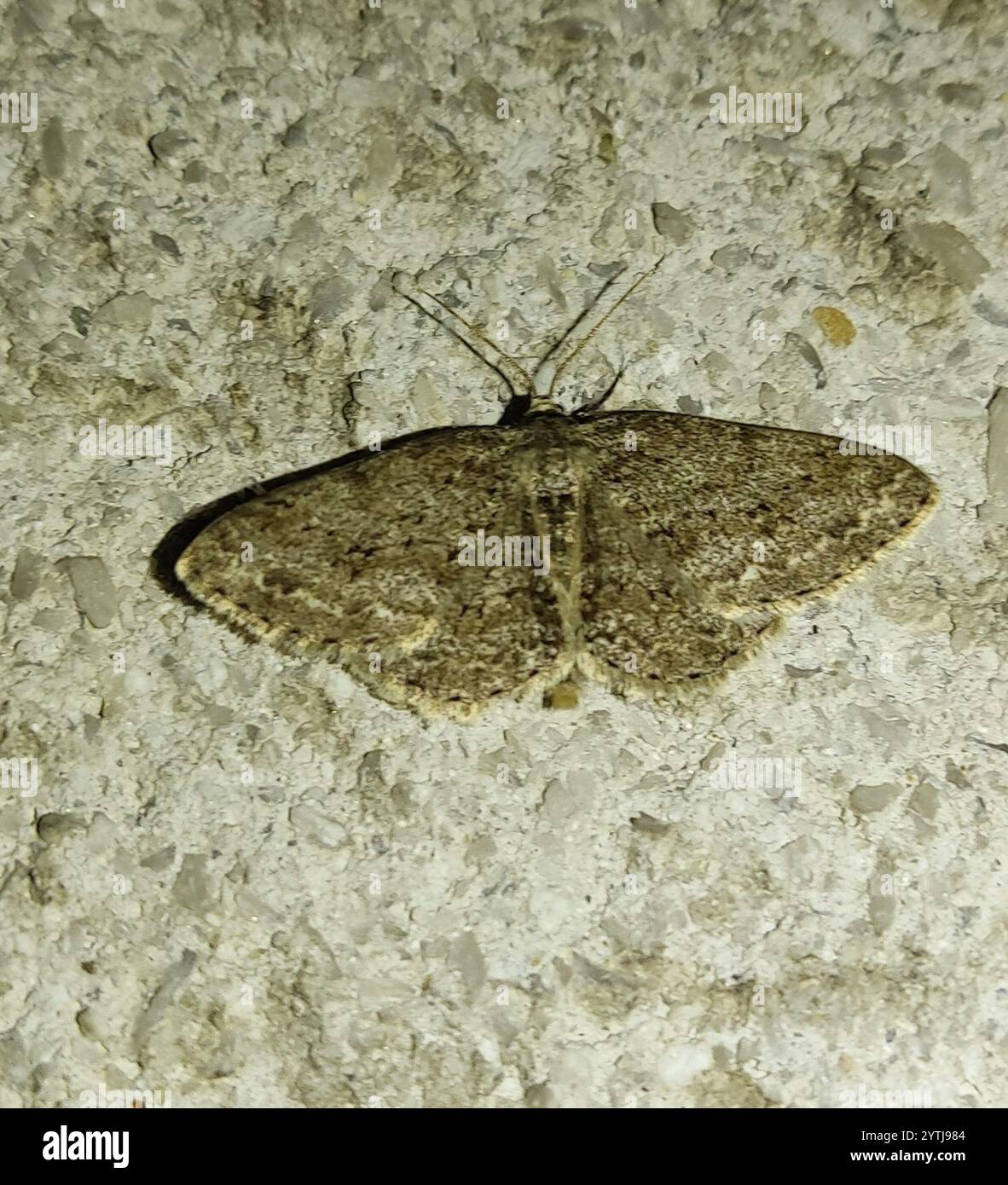 Small Engrailed (Ectropis crepuscularia Stock Photo - Alamy