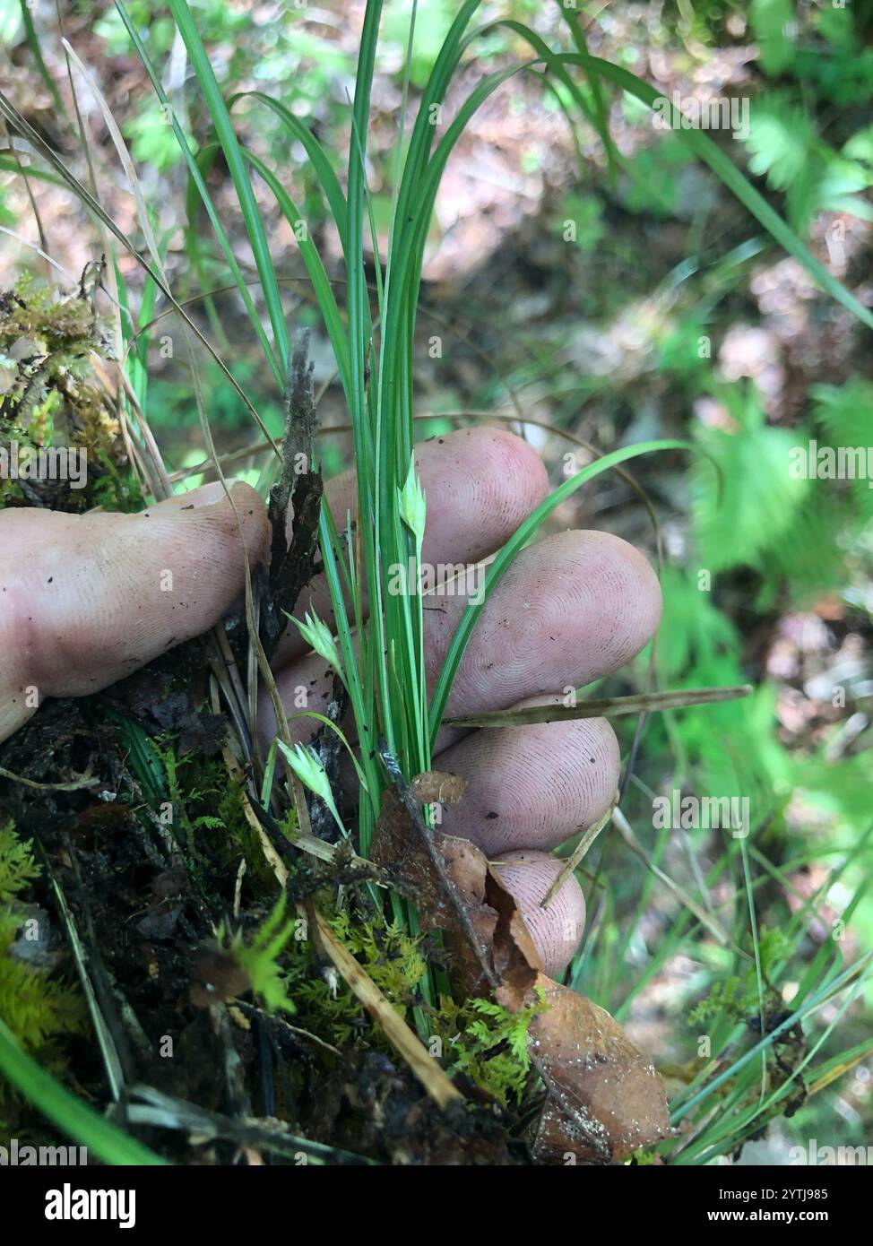 Limestone Forest Sedge (Carex superata Stock Photo - Alamy