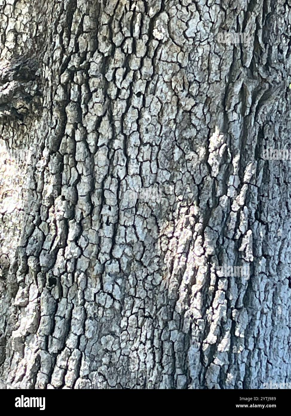 valley oak (Quercus lobata Stock Photo - Alamy