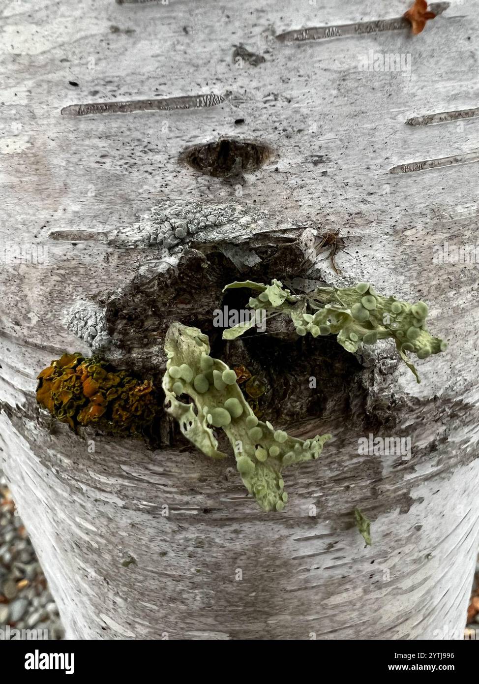 cartilage lichen (Ramalina celastri Stock Photo - Alamy