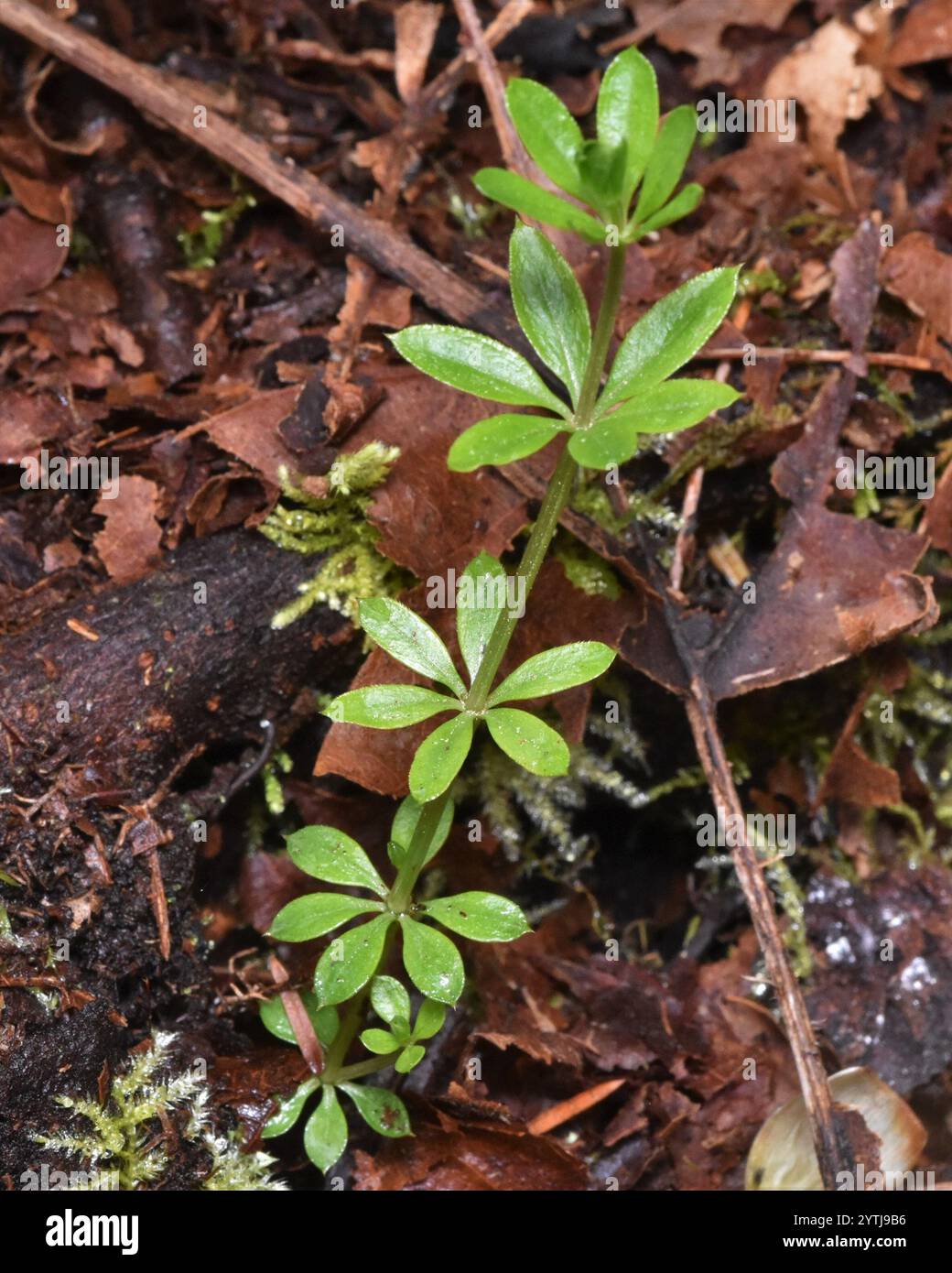 fragrant bedstraw (Galium triflorum Stock Photo - Alamy
