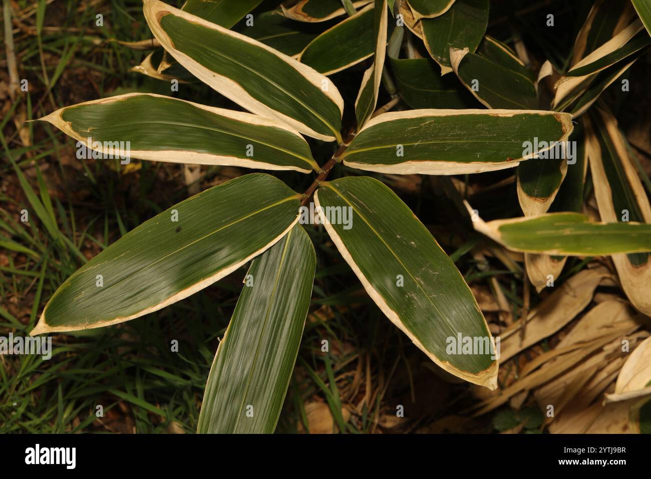 Broad-leaved Bamboo (Sasa palmata Stock Photo - Alamy