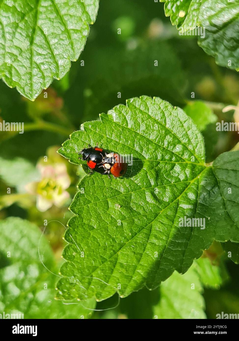 Two-spotted Lady Beetle (Adalia bipunctata Stock Photo - Alamy