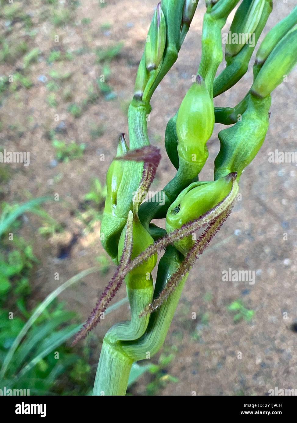 eastern gamagrass (Tripsacum dactyloides Stock Photo - Alamy
