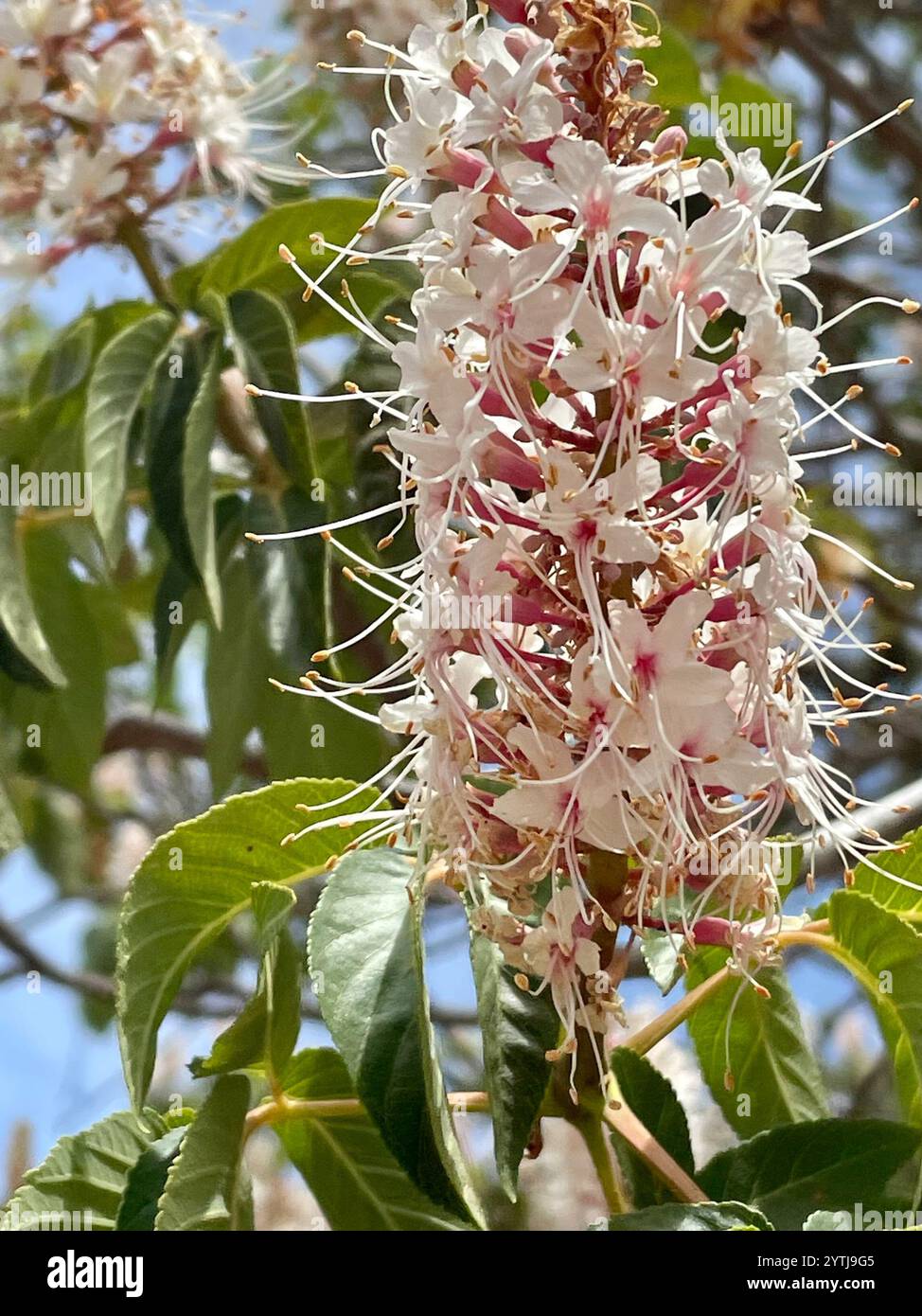California buckeye (Aesculus californica Stock Photo - Alamy