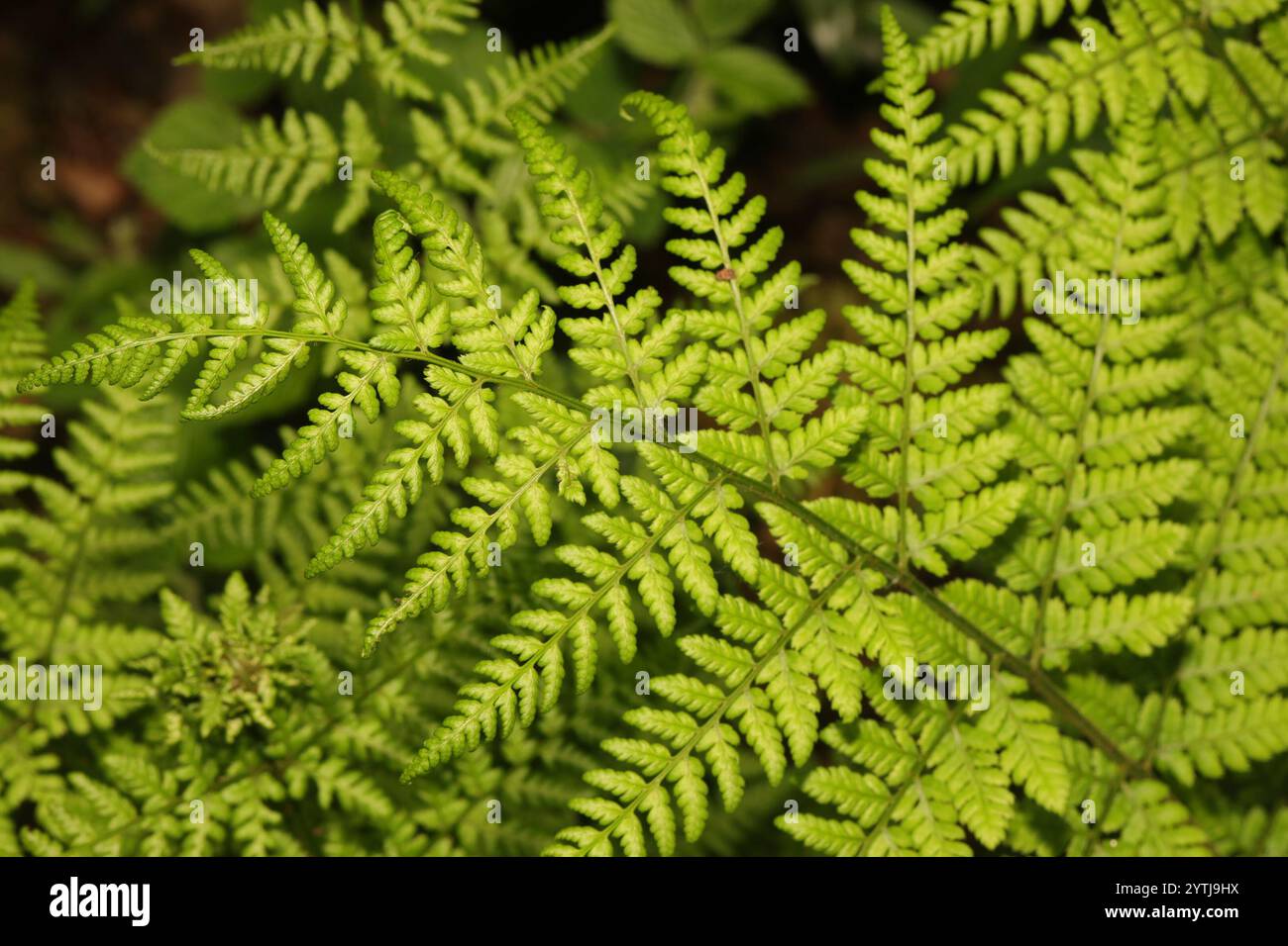 broad buckler-fern (Dryopteris dilatata Stock Photo - Alamy