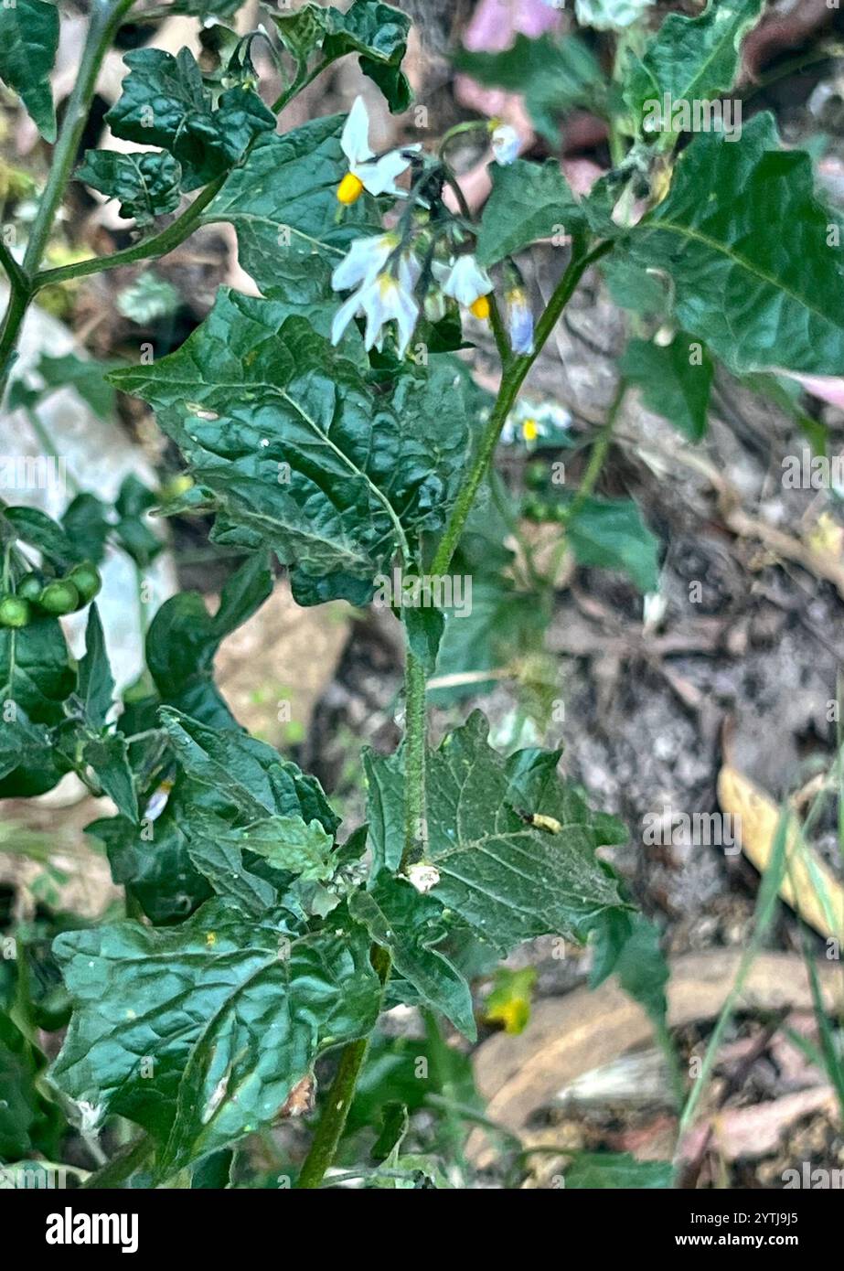 greenspot nightshade (Solanum douglasii Stock Photo - Alamy