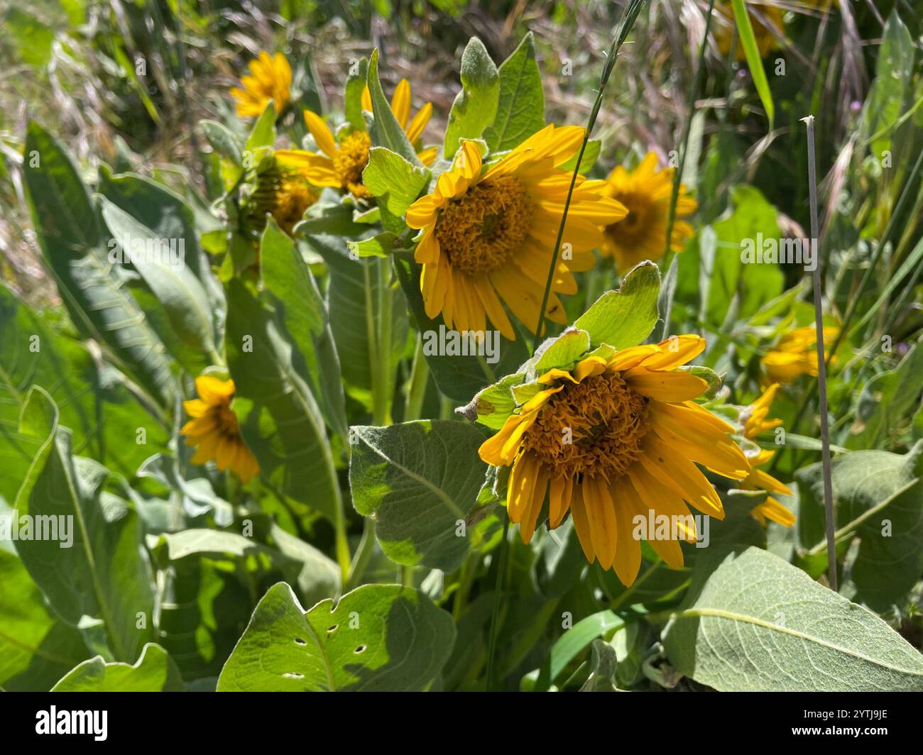 Gray Mule-Ears (Wyethia helenioides Stock Photo - Alamy
