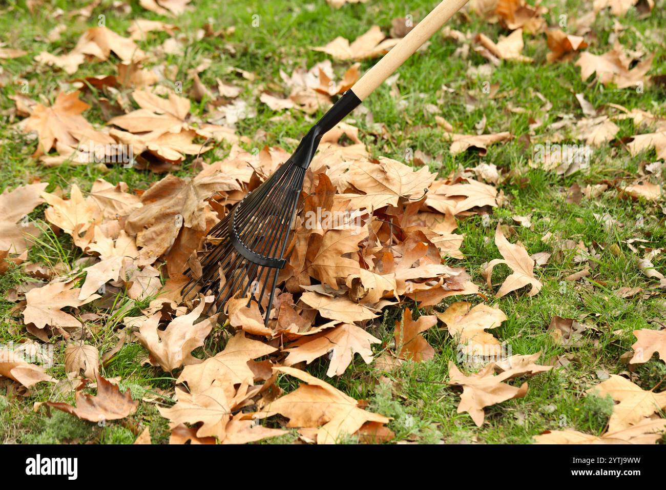 Gathering maple leaves hi-res stock photography and images - Alamy
