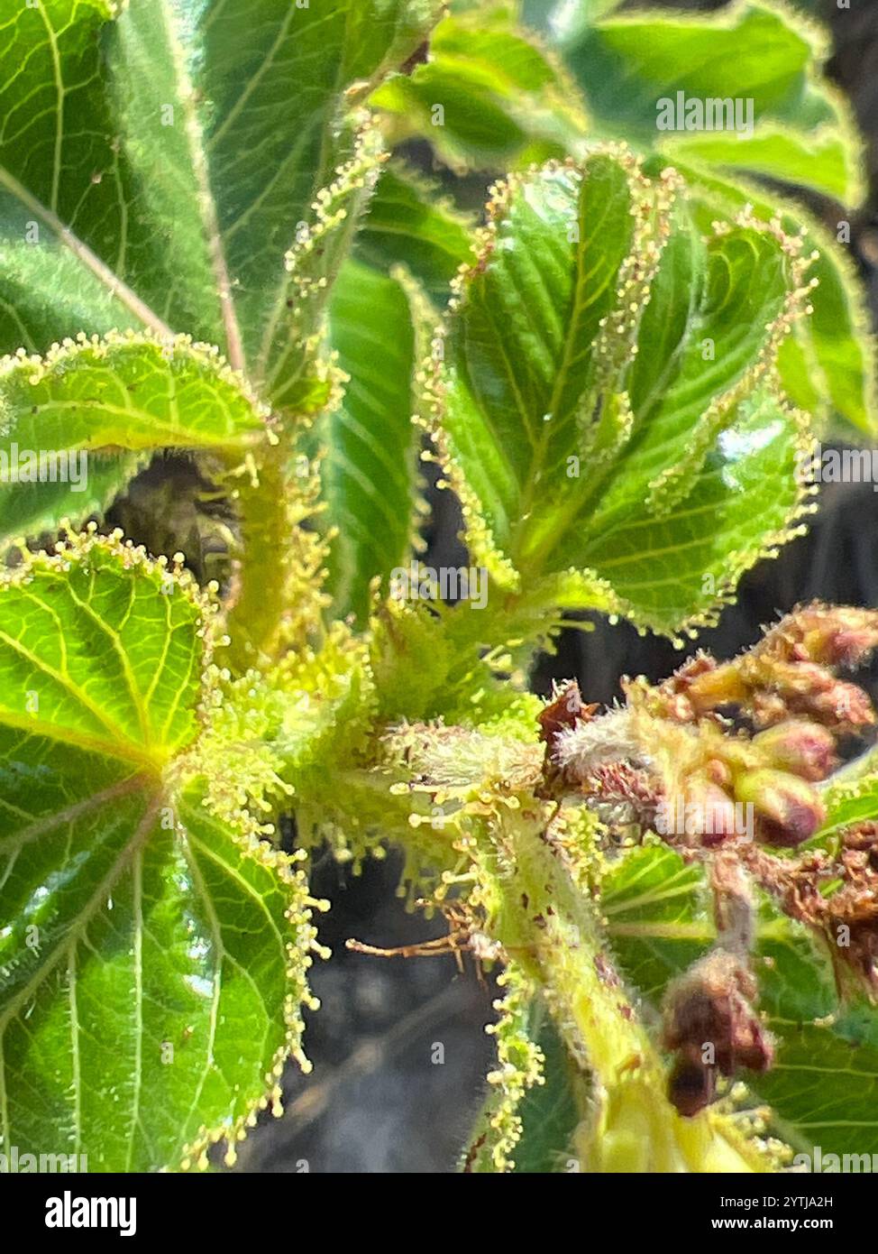 Bellyache Bush (Jatropha gossypiifolia Stock Photo - Alamy