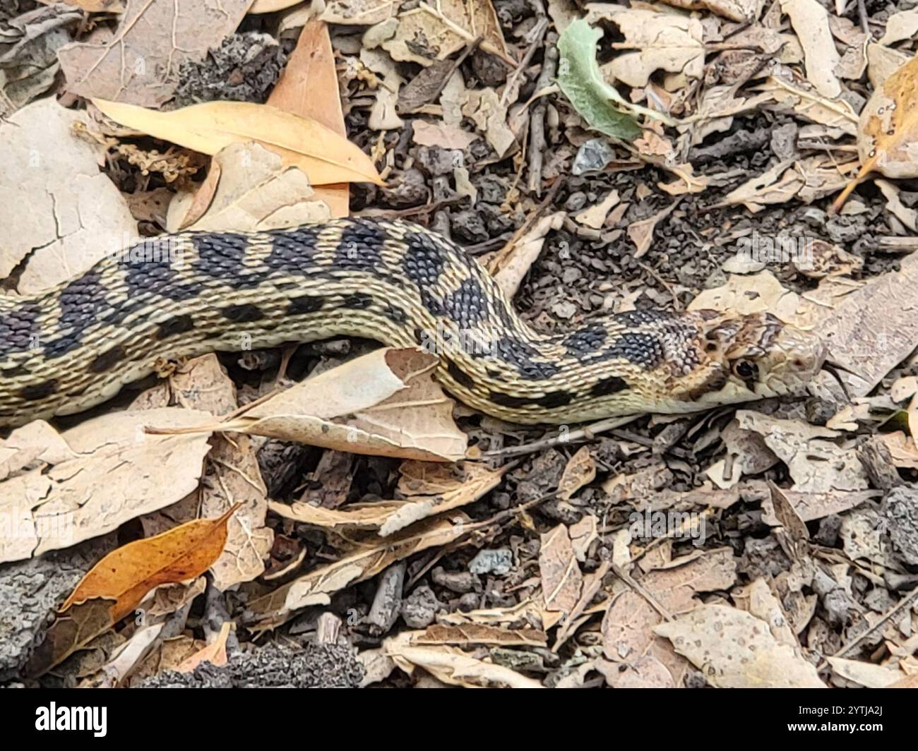 Pacific Gopher Snake (Pituophis catenifer catenifer Stock Photo - Alamy
