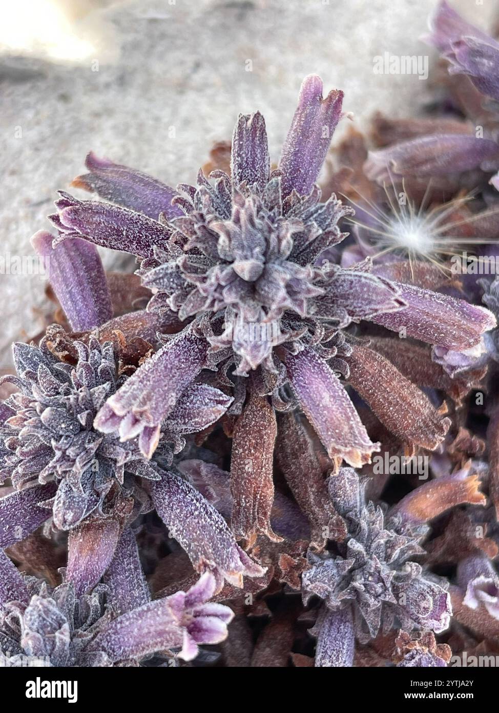 Chaparral Broomrape (Aphyllon tuberosum Stock Photo - Alamy