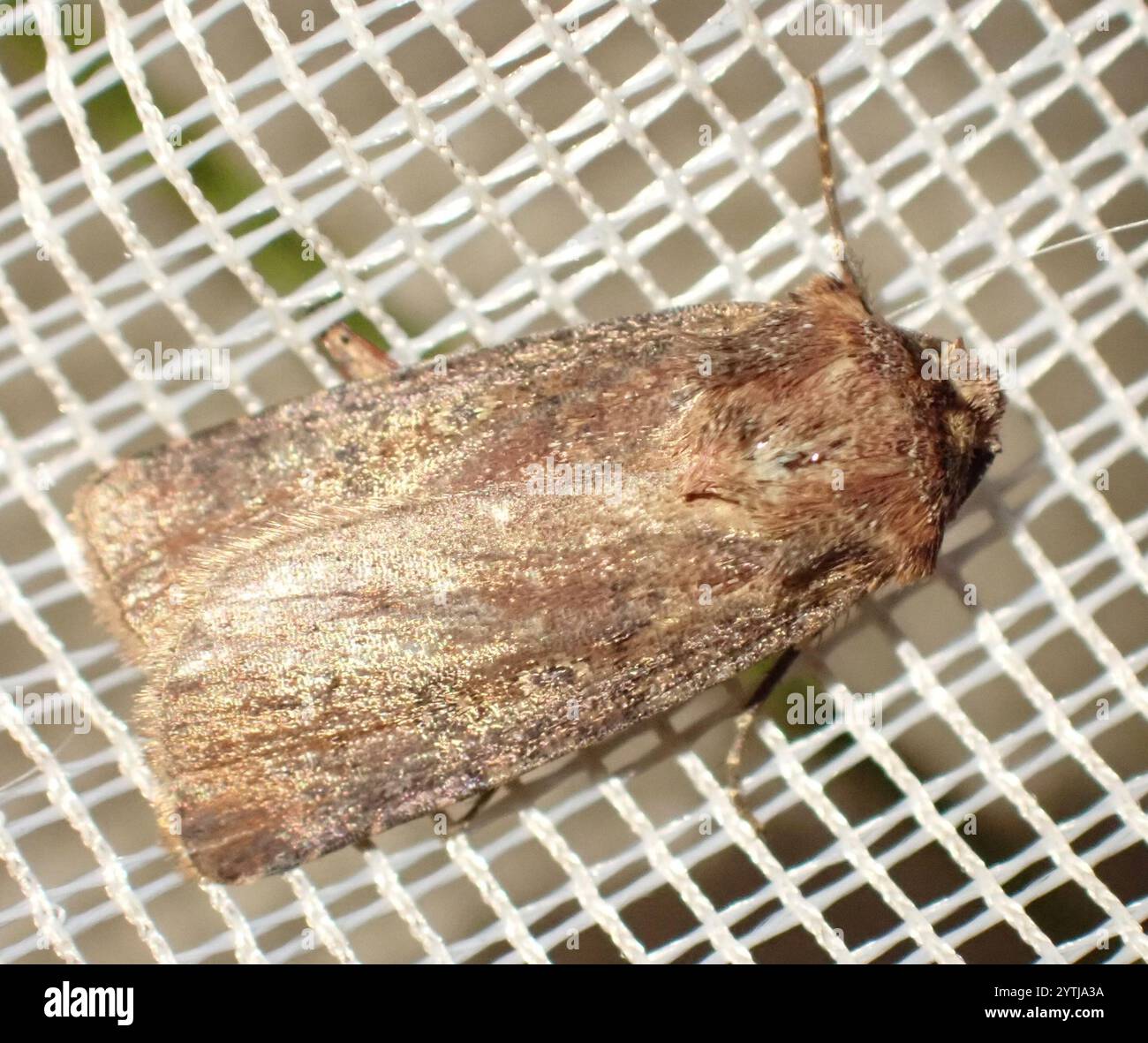 Cutworm Moths and Allies (Noctuidae Stock Photo - Alamy