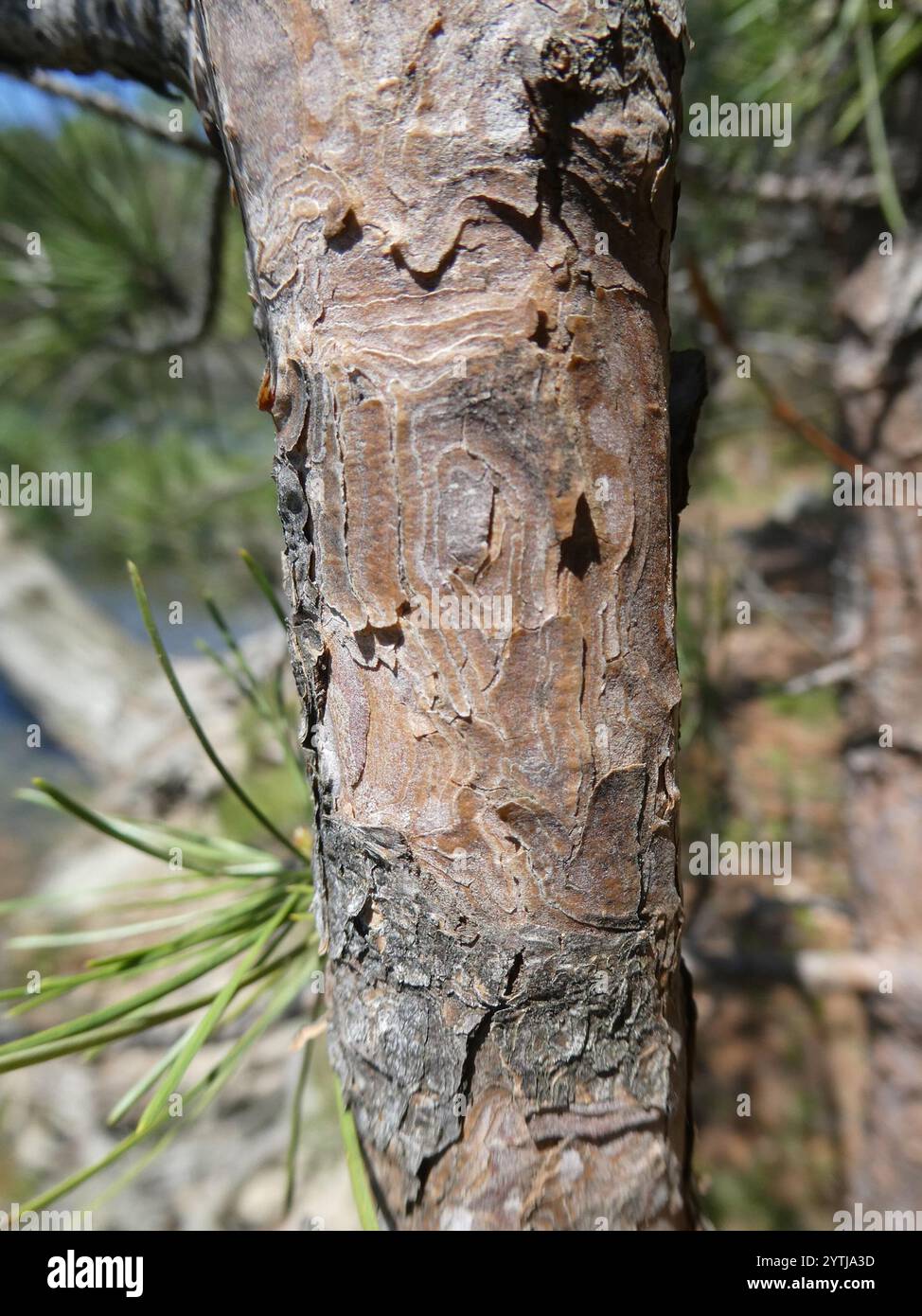 pitch pine (Pinus rigida Stock Photo - Alamy