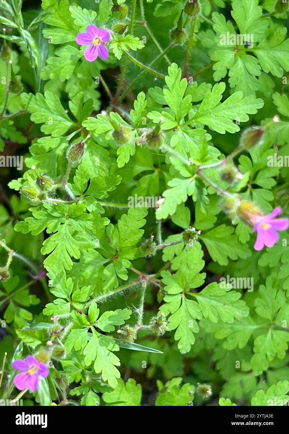 Little-Robin (Geranium purpureum Stock Photo - Alamy