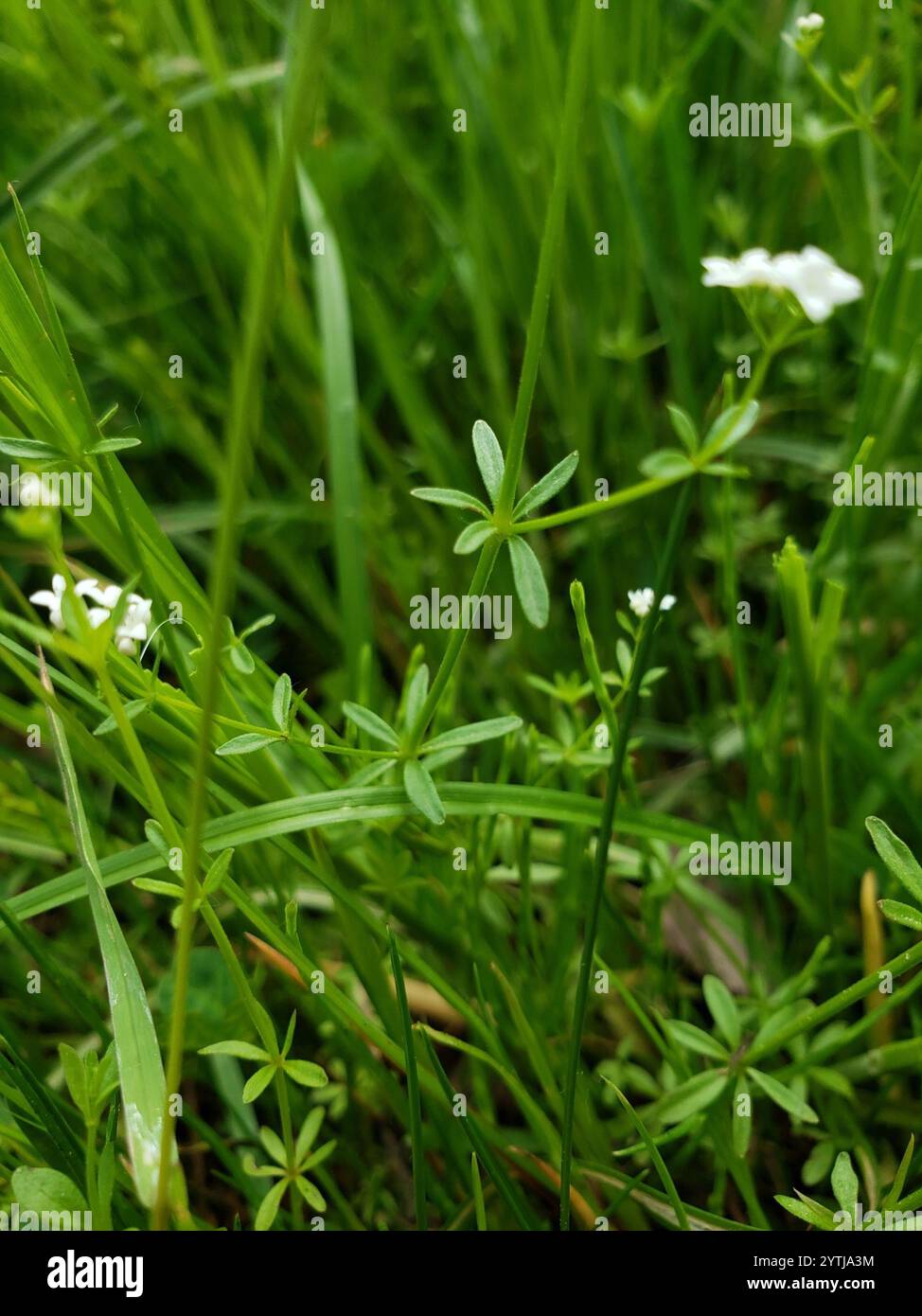 Common Marsh-bedstraw (Galium palustre Stock Photo - Alamy