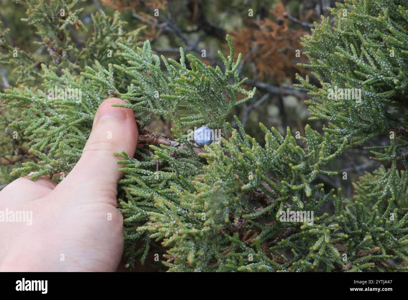 western juniper (Juniperus occidentalis Stock Photo - Alamy