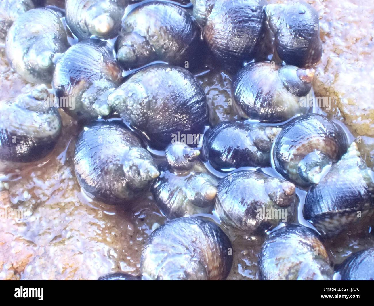 Southern Periwinkle (Afrolittorina knysnaensis Stock Photo - Alamy