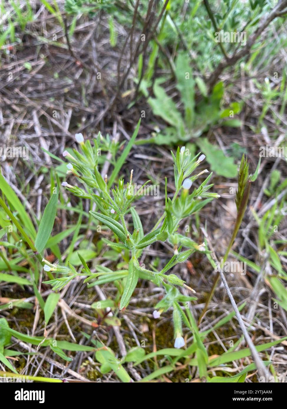 slender phlox (Microsteris gracilis Stock Photo - Alamy