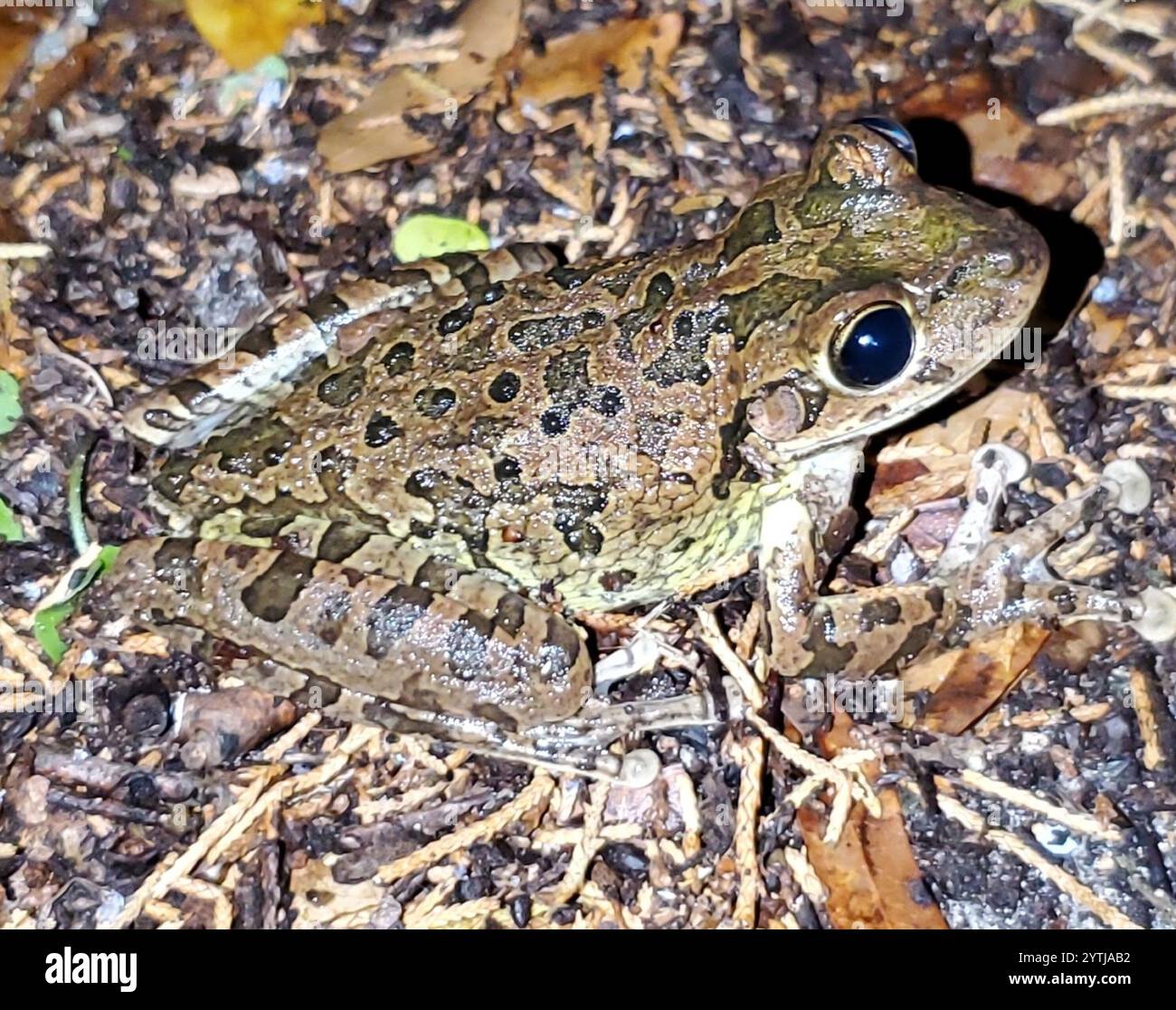 Cuban Tree Frog (Osteopilus septentrionalis Stock Photo - Alamy