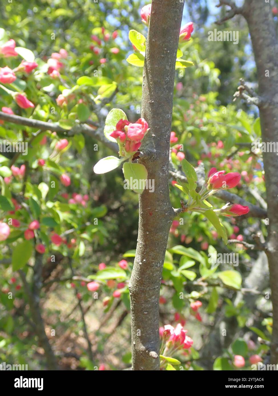 sweet crabapple (Malus coronaria Stock Photo - Alamy