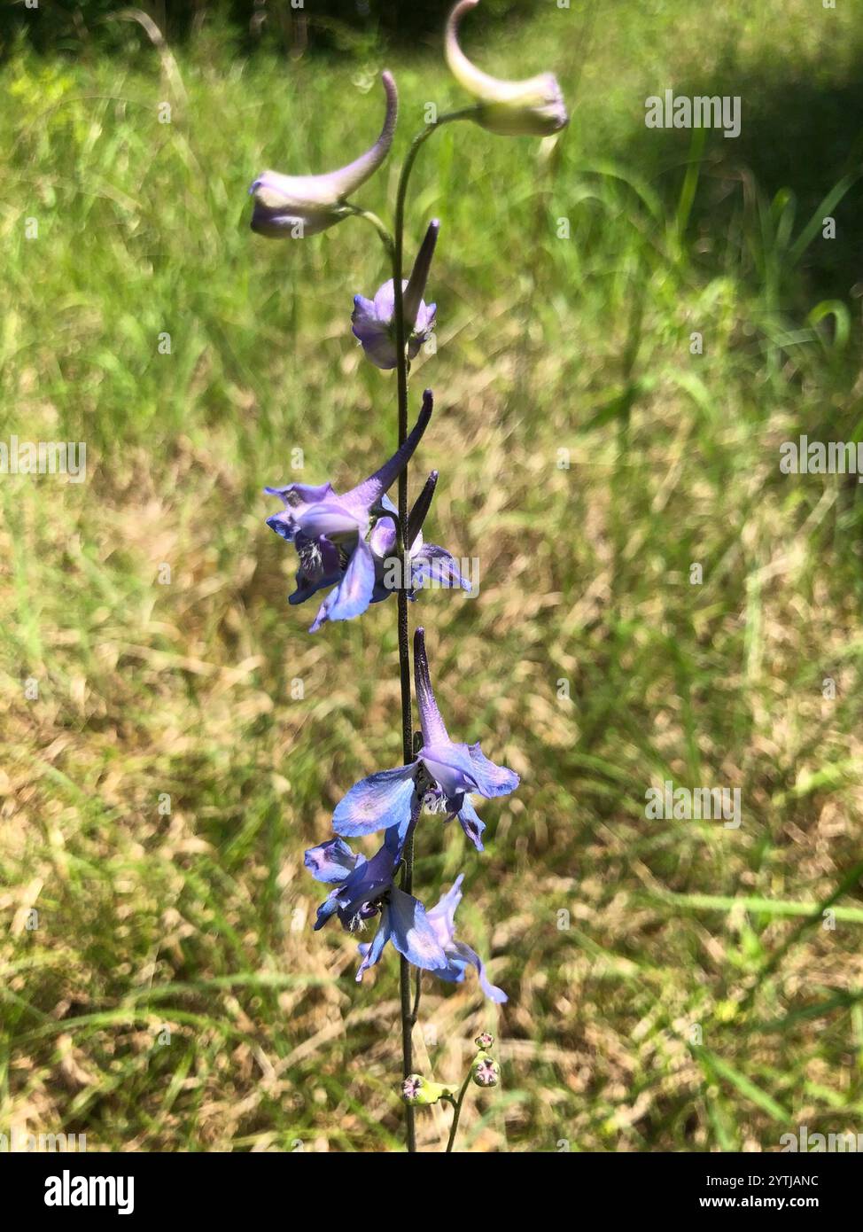Wild Blue Larkspur (Delphinium carolinianum Stock Photo - Alamy