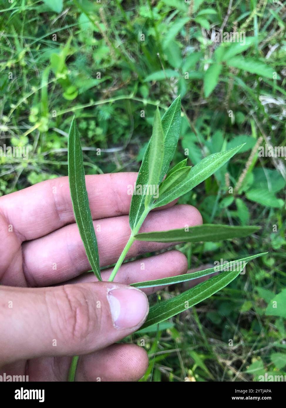 green comet milkweed (Asclepias viridiflora Stock Photo - Alamy