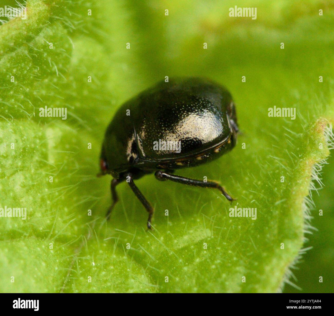 Coptosoma hi-res stock photography and images - Alamy