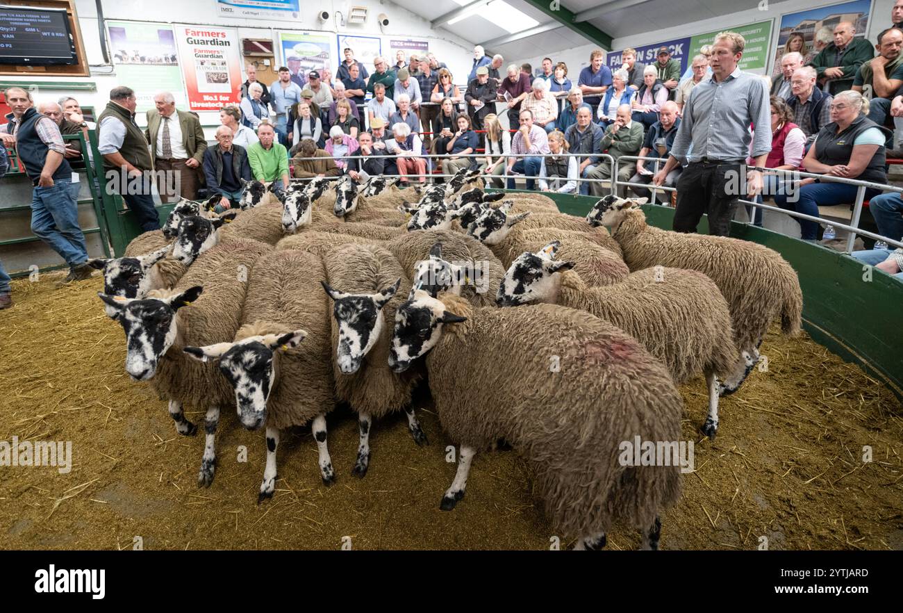 Sale of North of England mule gimmer lambs at Hawes, North Yorkshire ...