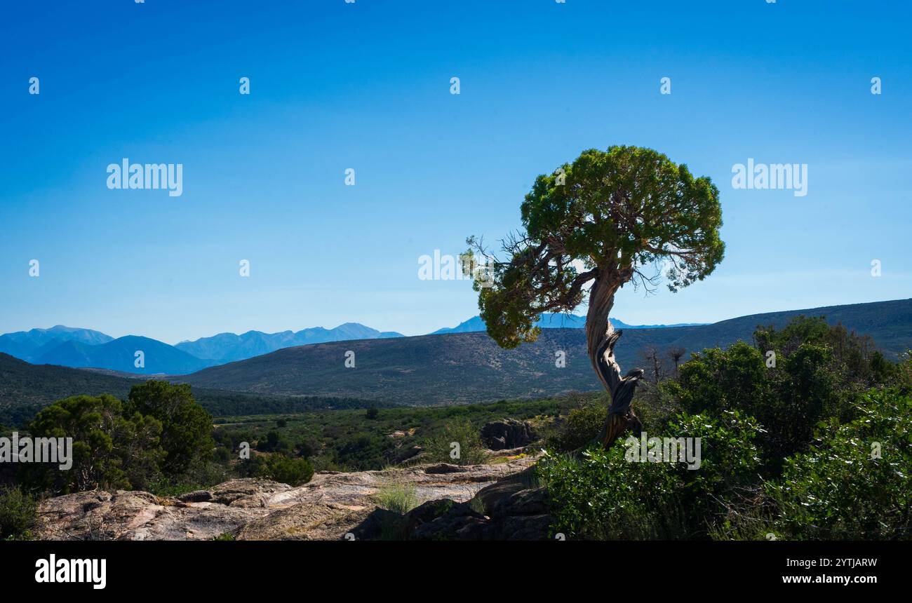 A lone tree stands against the vast, rugged backdrop of Black Canyon of ...