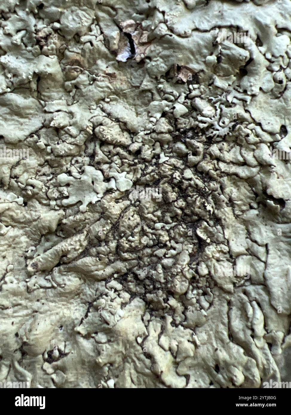 rock greenshield lichen (Flavoparmelia baltimorensis Stock Photo - Alamy
