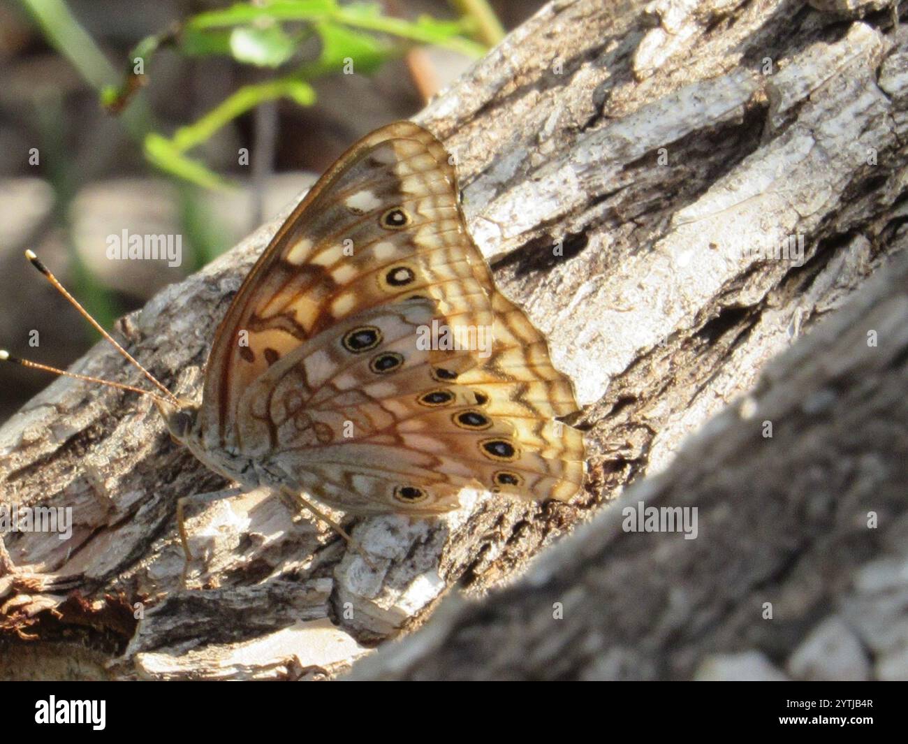 Hackberry Emperor (Asterocampa celtis Stock Photo - Alamy