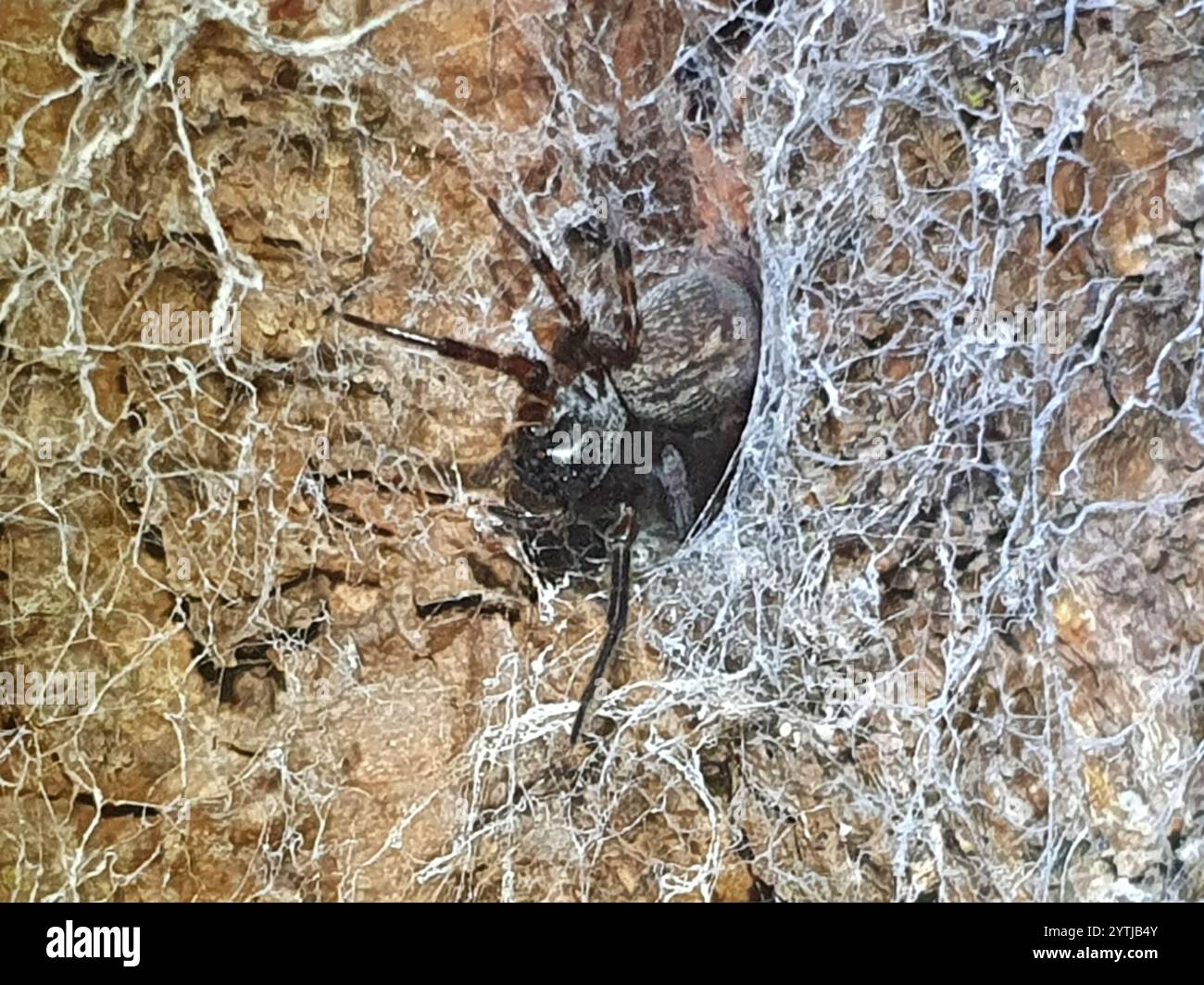Grey House Spider (Badumna longinqua Stock Photo - Alamy
