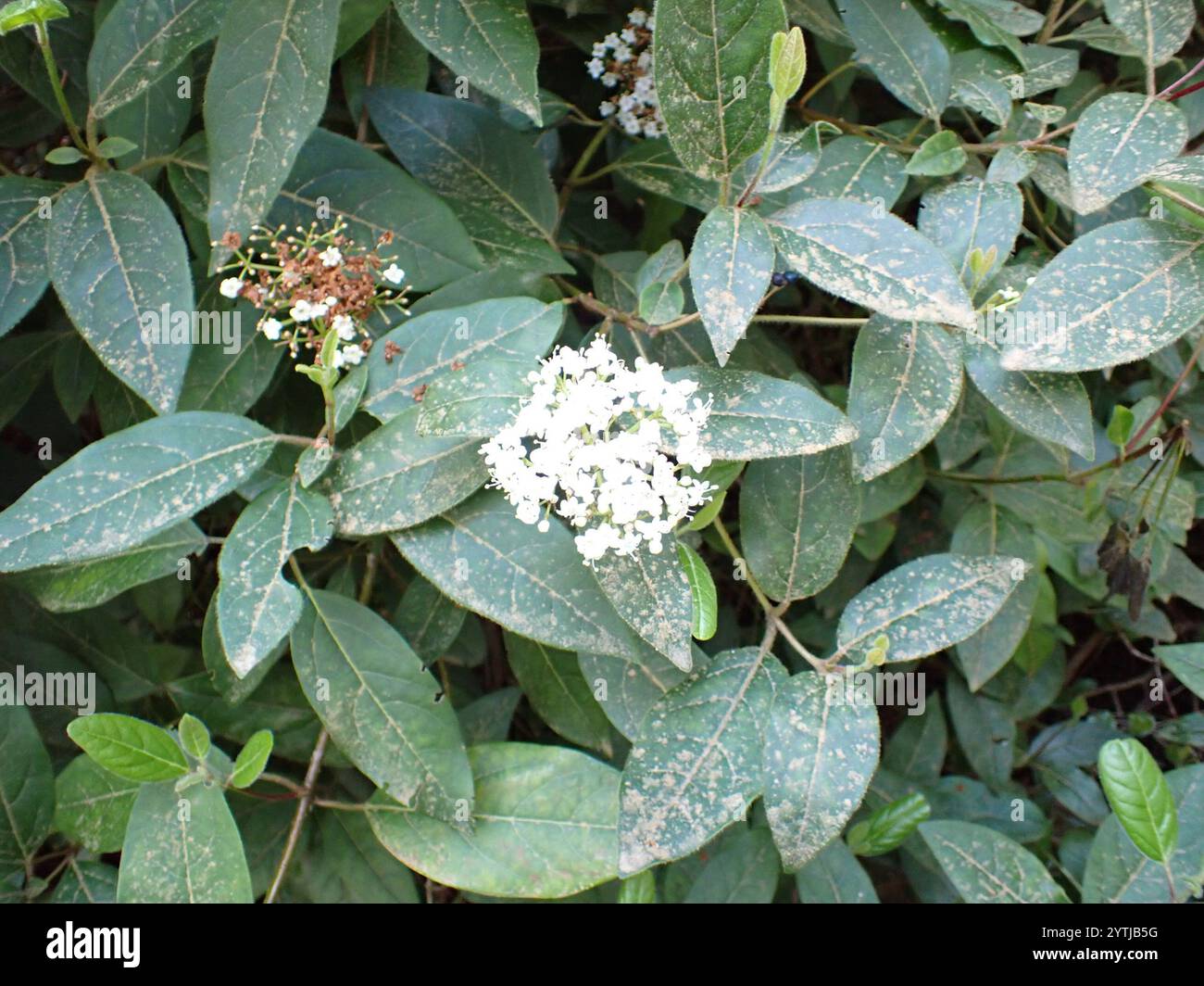 Laurustinus viburnum (Viburnum tinus Stock Photo - Alamy