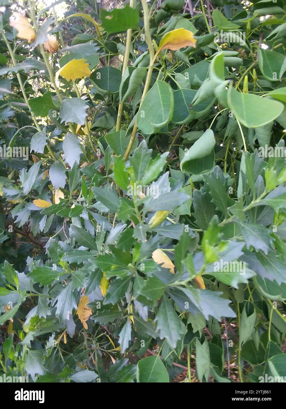 groundsel tree (Baccharis halimifolia Stock Photo - Alamy