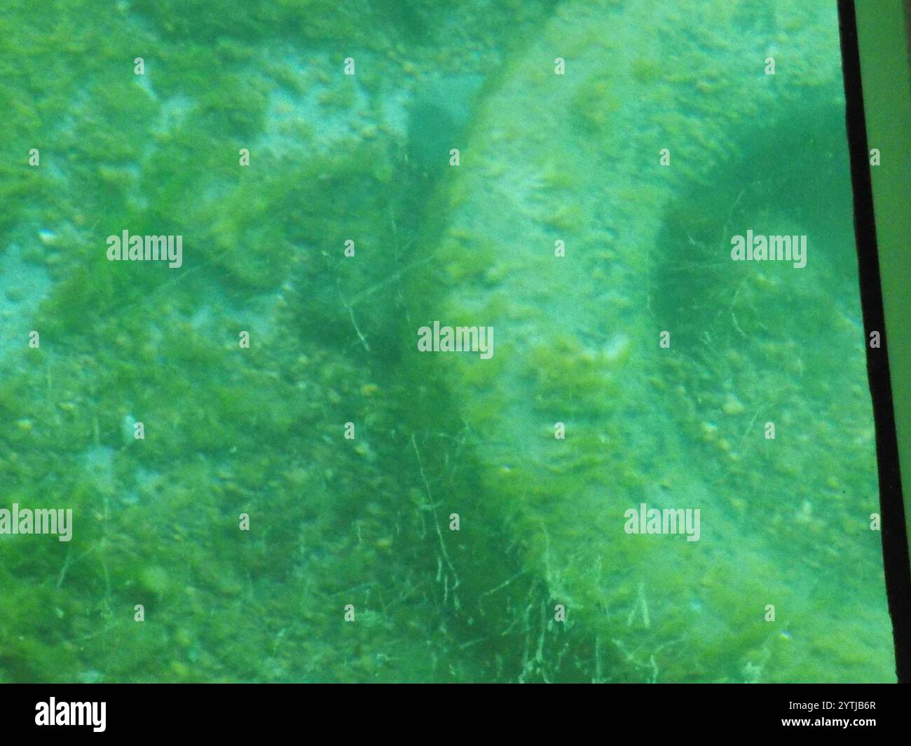Chlorophycean green algae (Chlorophyceae Stock Photo - Alamy