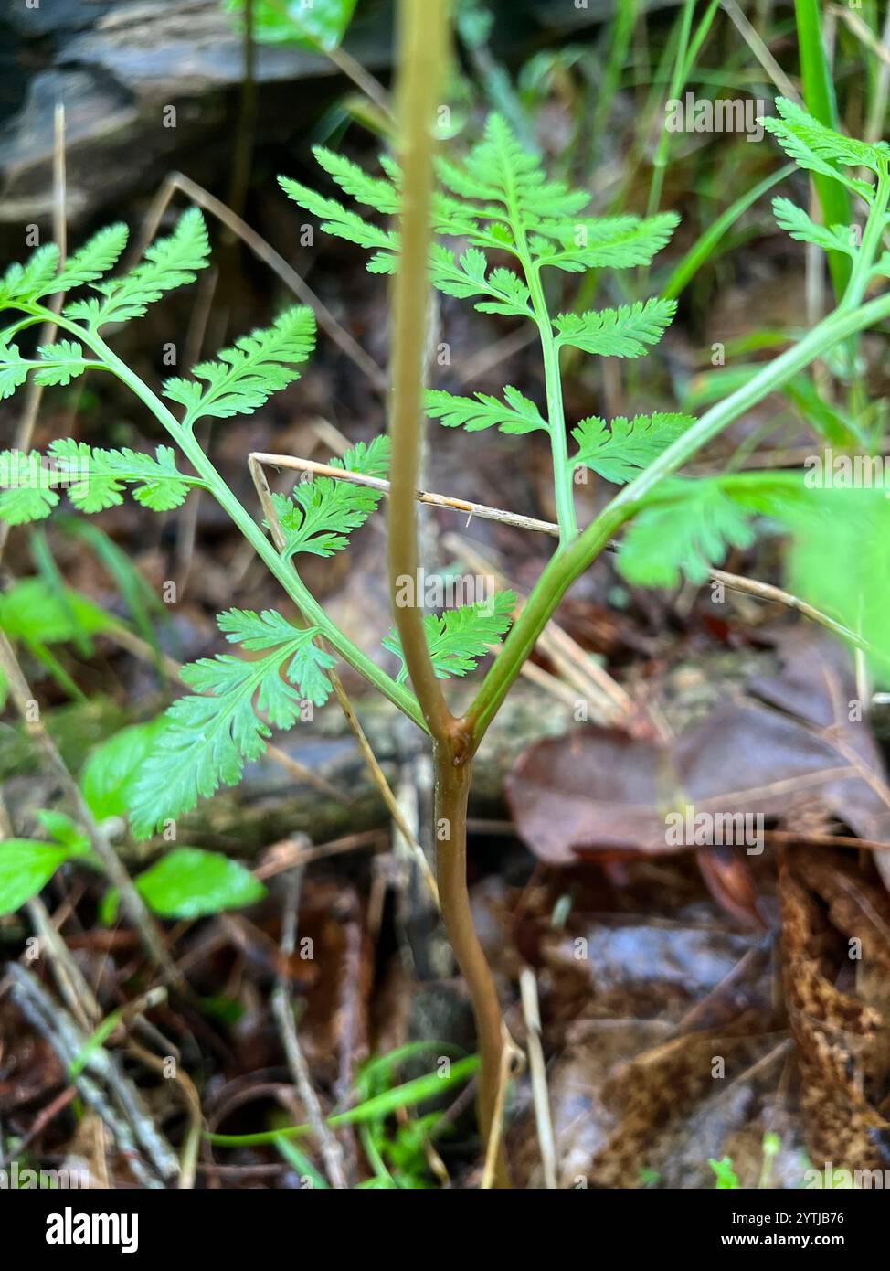 rattlesnake fern (Botrypus virginianus Stock Photo - Alamy