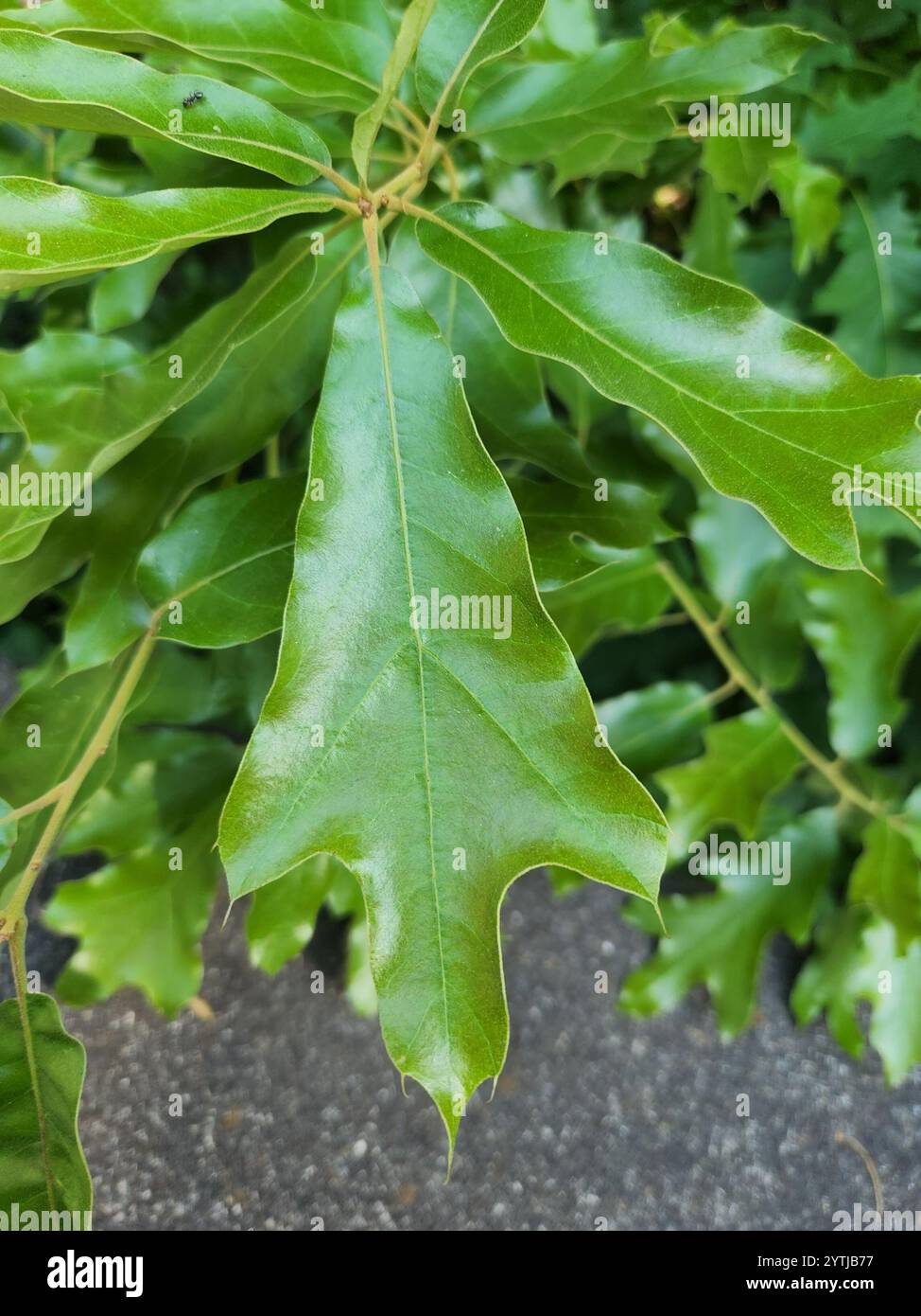 southern red oak (Quercus falcata Stock Photo - Alamy