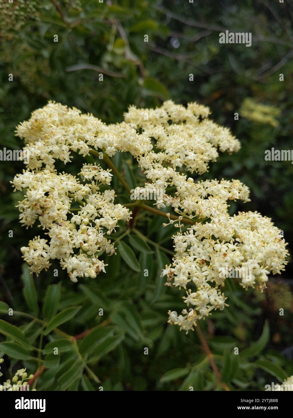 blue elder (Sambucus cerulea Stock Photo - Alamy