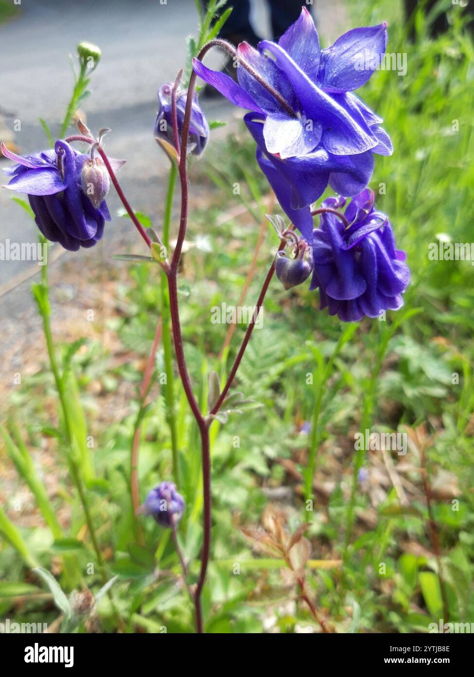 common columbine (Aquilegia vulgaris Stock Photo - Alamy