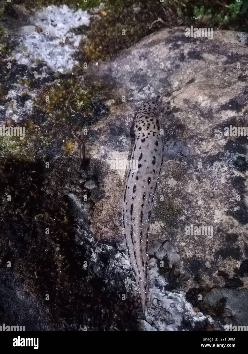 Leopard Slug (Limax maximus Stock Photo - Alamy