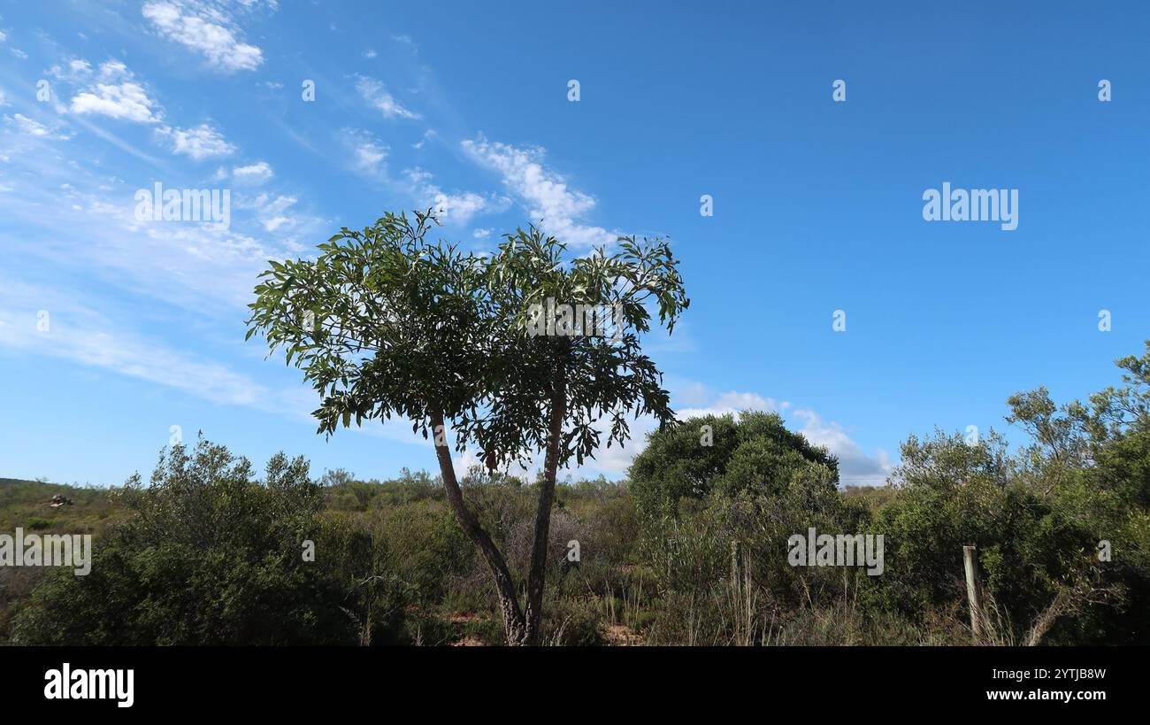 Cabbage tree (Cussonia spicata Stock Photo - Alamy