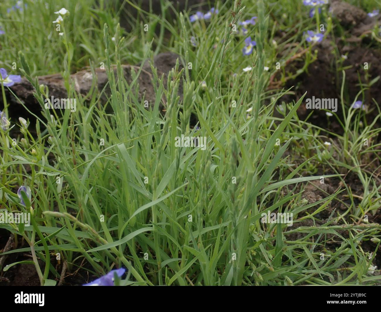 Orcutt grass hi-res stock photography and images - Alamy