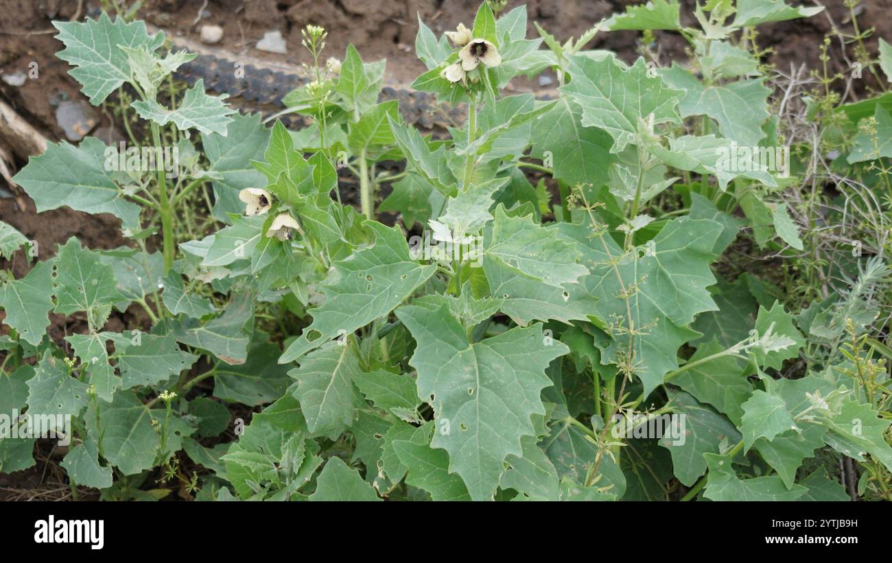 black henbane (Hyoscyamus niger Stock Photo - Alamy
