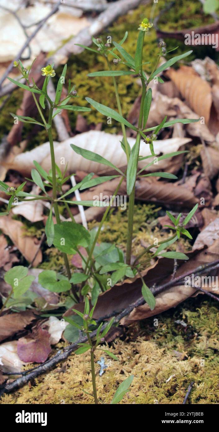 small-flowered buttercup (Ranunculus abortivus Stock Photo - Alamy