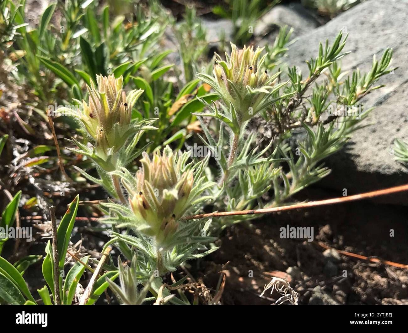 dwarf alpine Indian paintbrush (Castilleja nana Stock Photo - Alamy