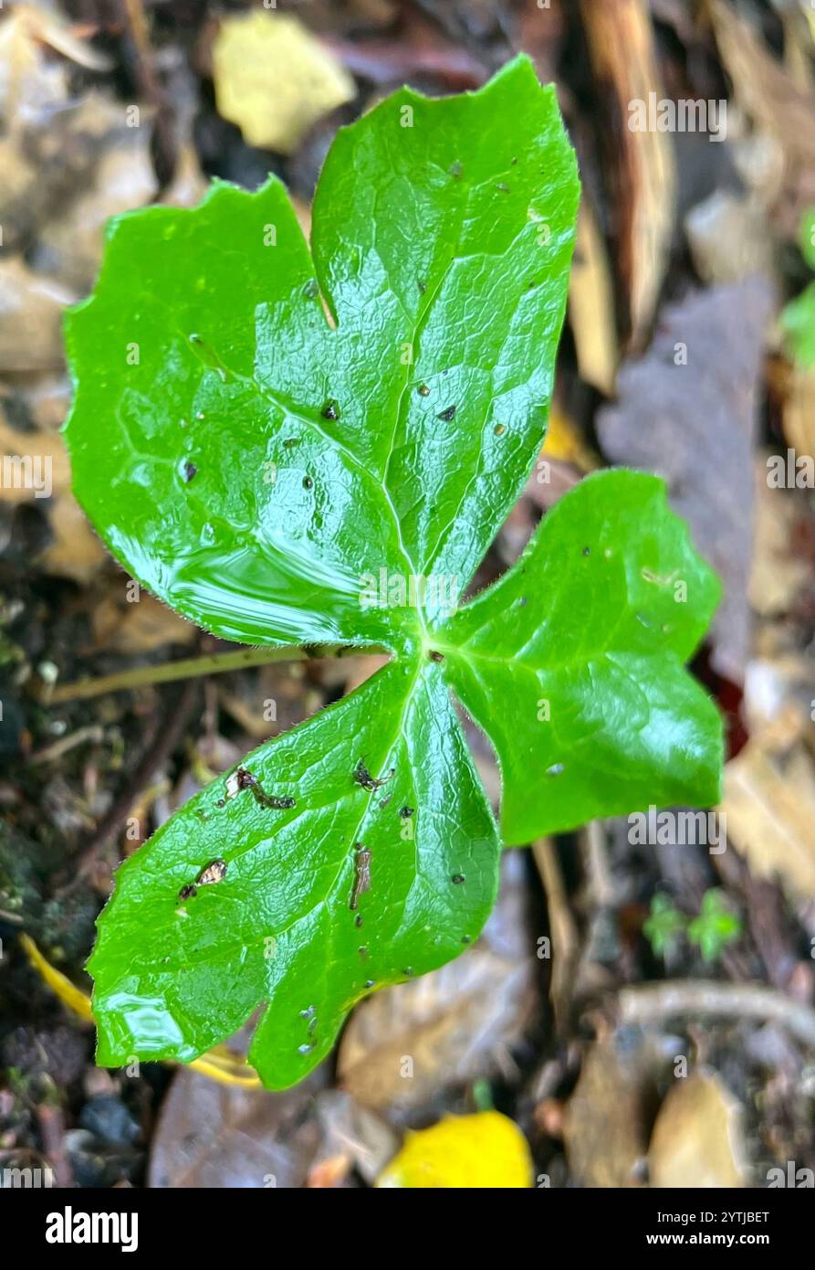 mayapple (Podophyllum peltatum Stock Photo - Alamy