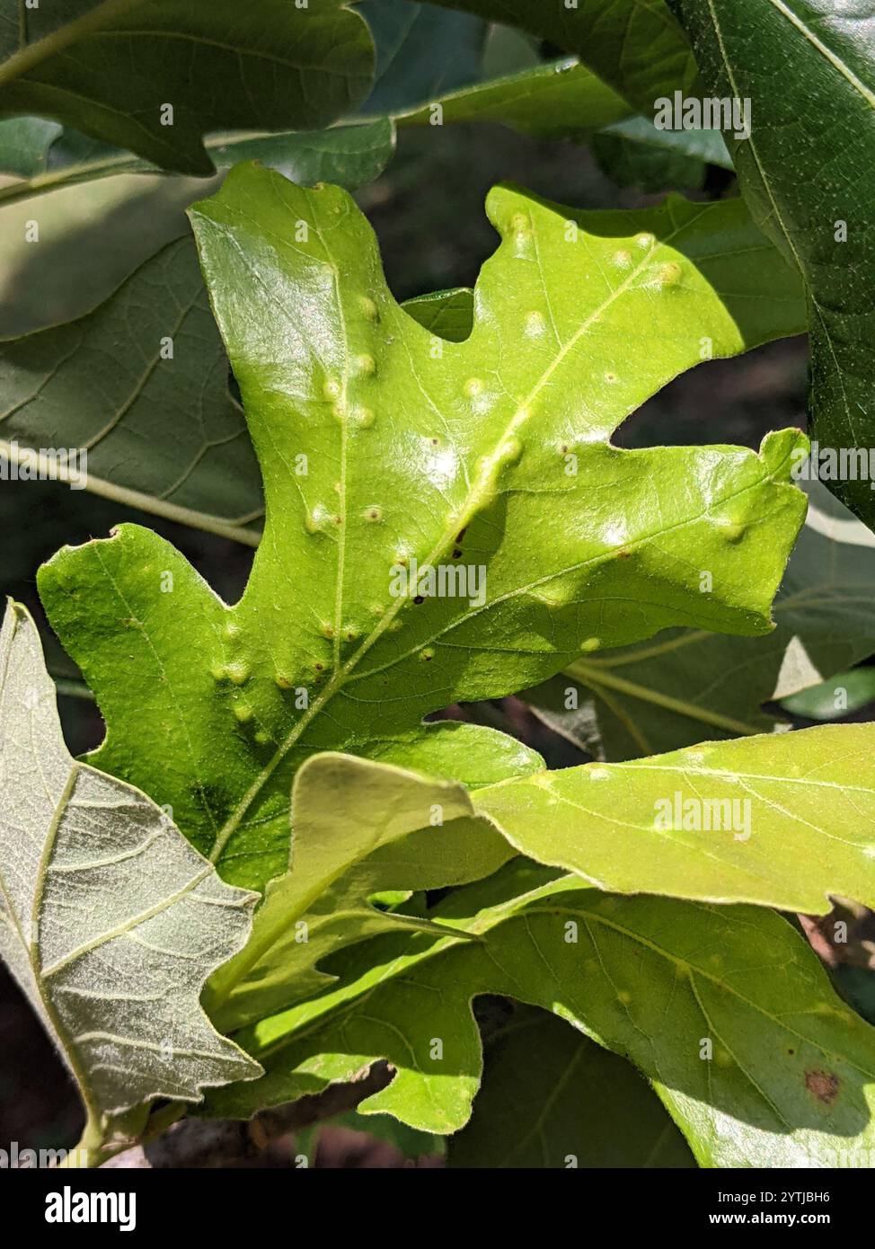 oak flake gall wasp (Neuroterus quercusverrucarum Stock Photo - Alamy