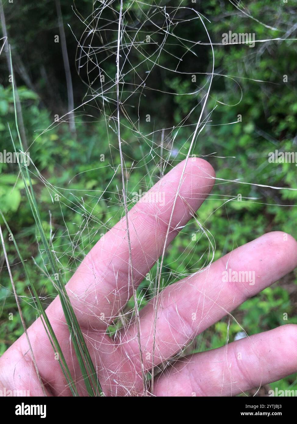 Hairawn Muhly (Muhlenbergia capillaris Stock Photo - Alamy