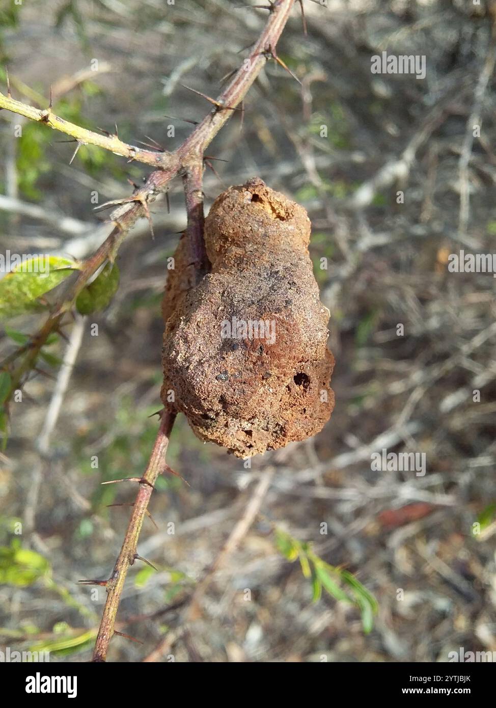 Kangaroo Thorn Gall Rust (Uromycladium paradoxae Stock Photo - Alamy